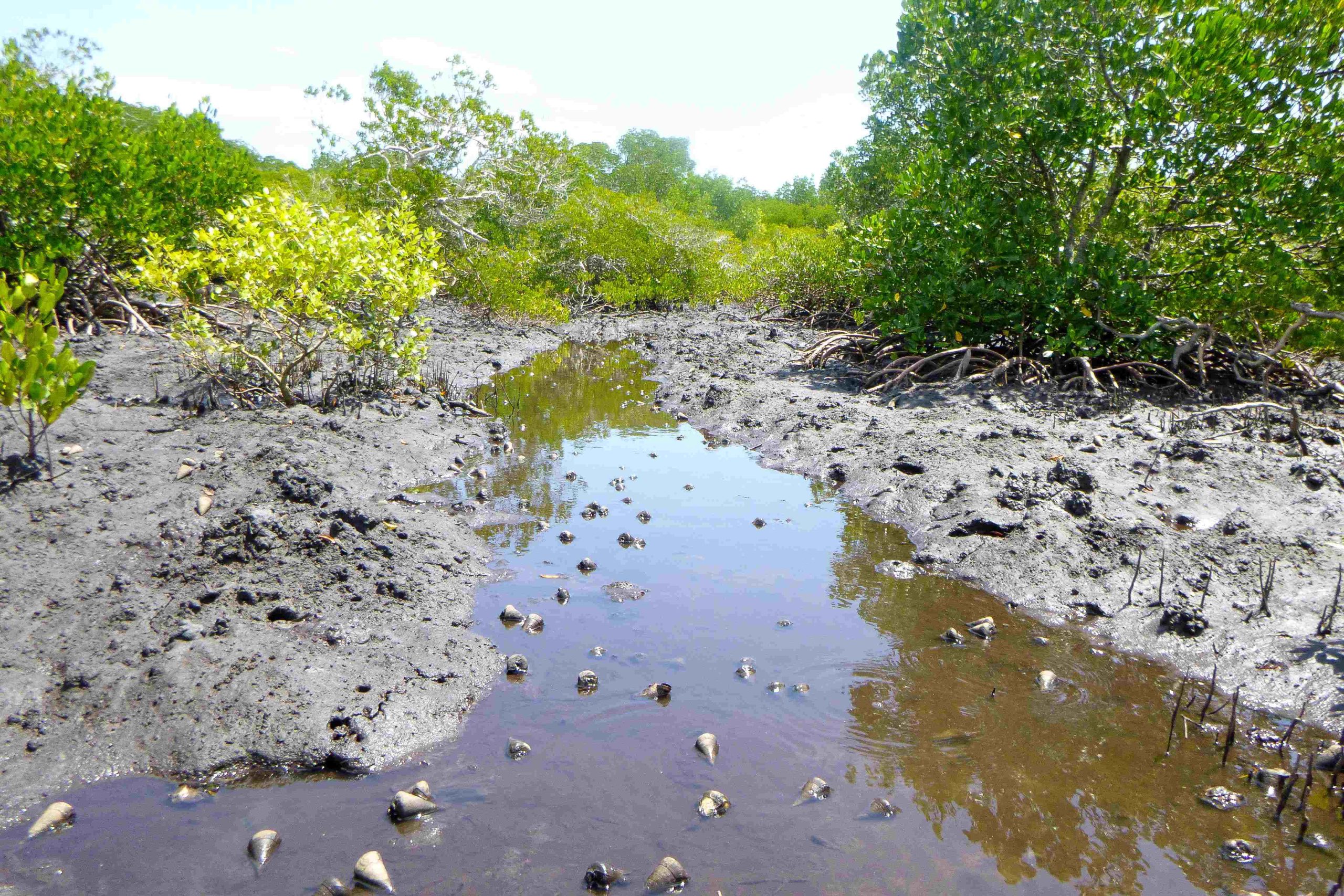LNG project: mangrove assessments – Trinity